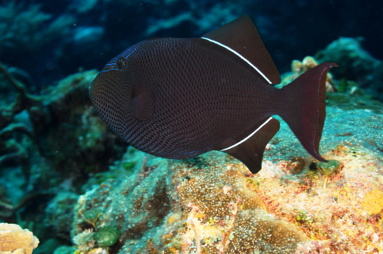 Wet Web Media is a Reference sit